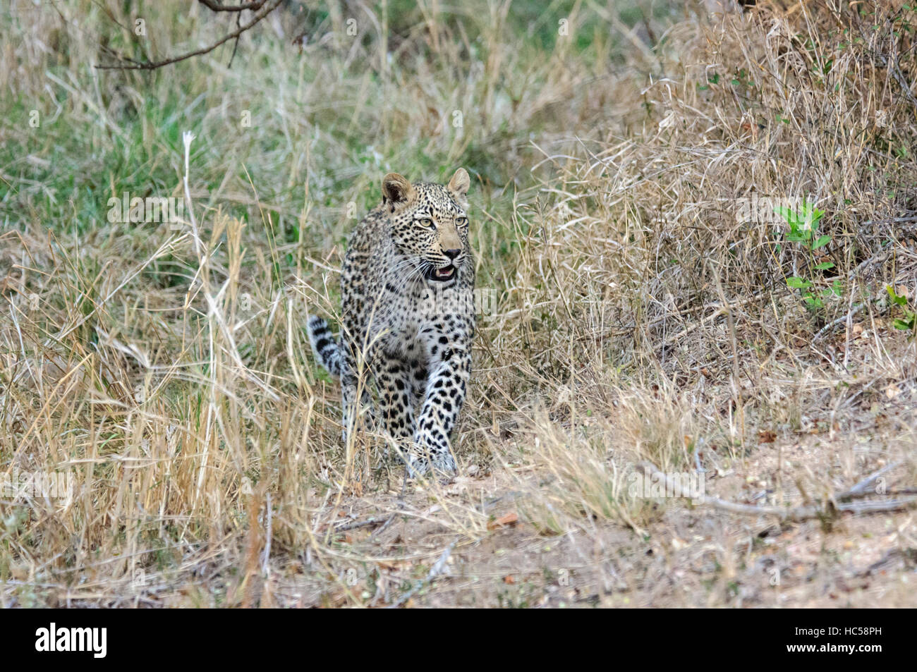 Young African leopard cub (Panthera pardus) playing at hunting in South ...