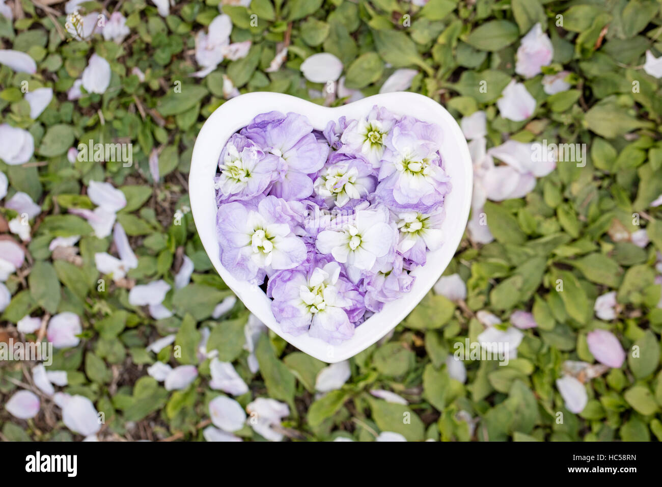 Spring flowers in hi-res stock photography and images - Alamy
