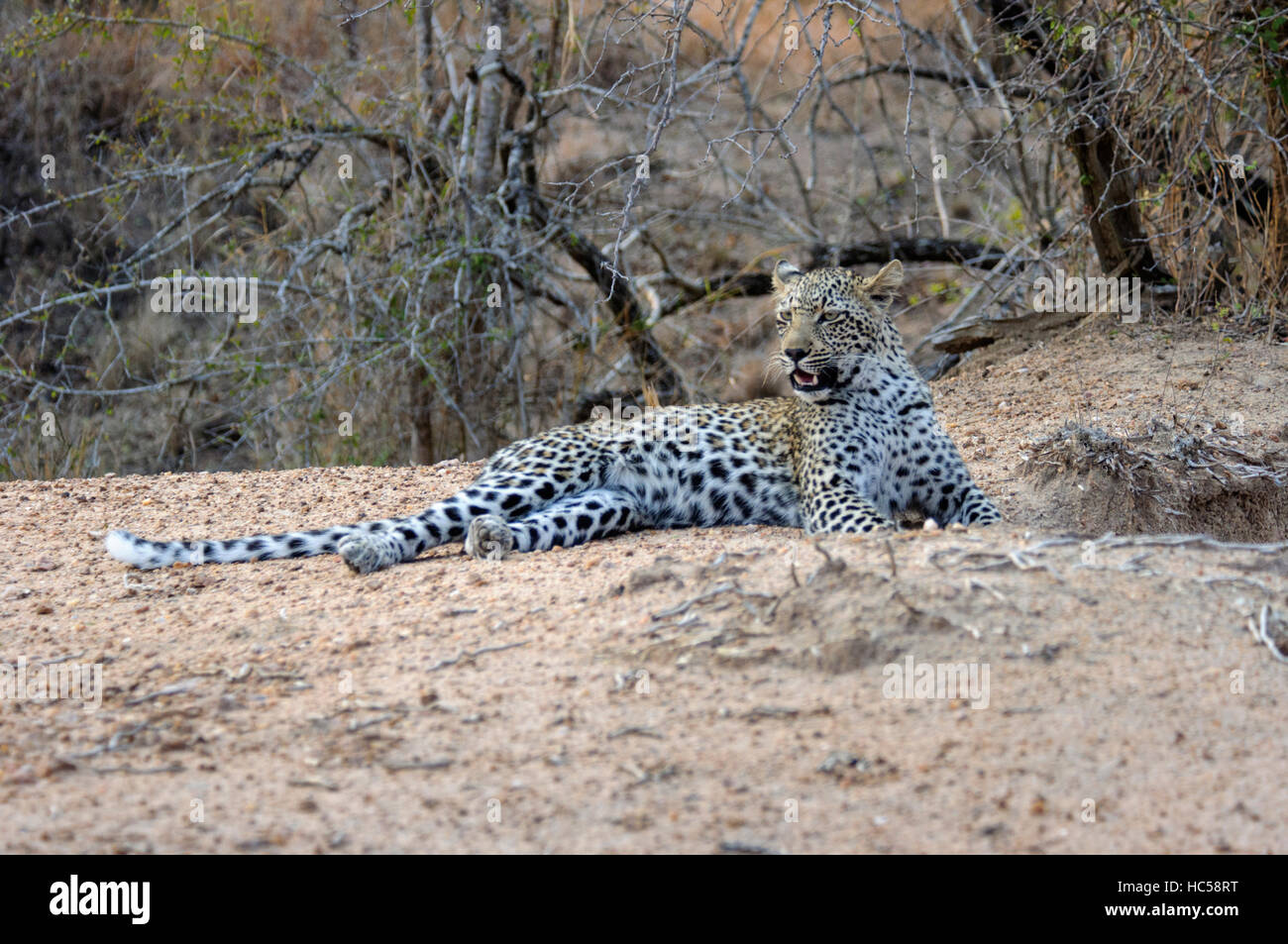 A young African leopard cub (Panthera pardus) relaxes on a sand bank ...