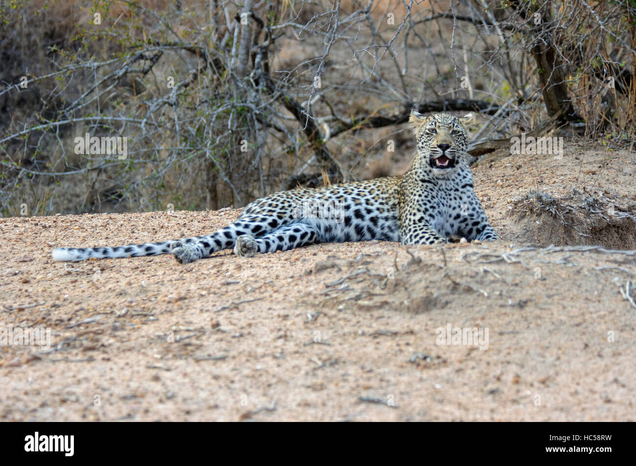 A young African leopard cub (Panthera pardus) relaxes on a sand bank ...