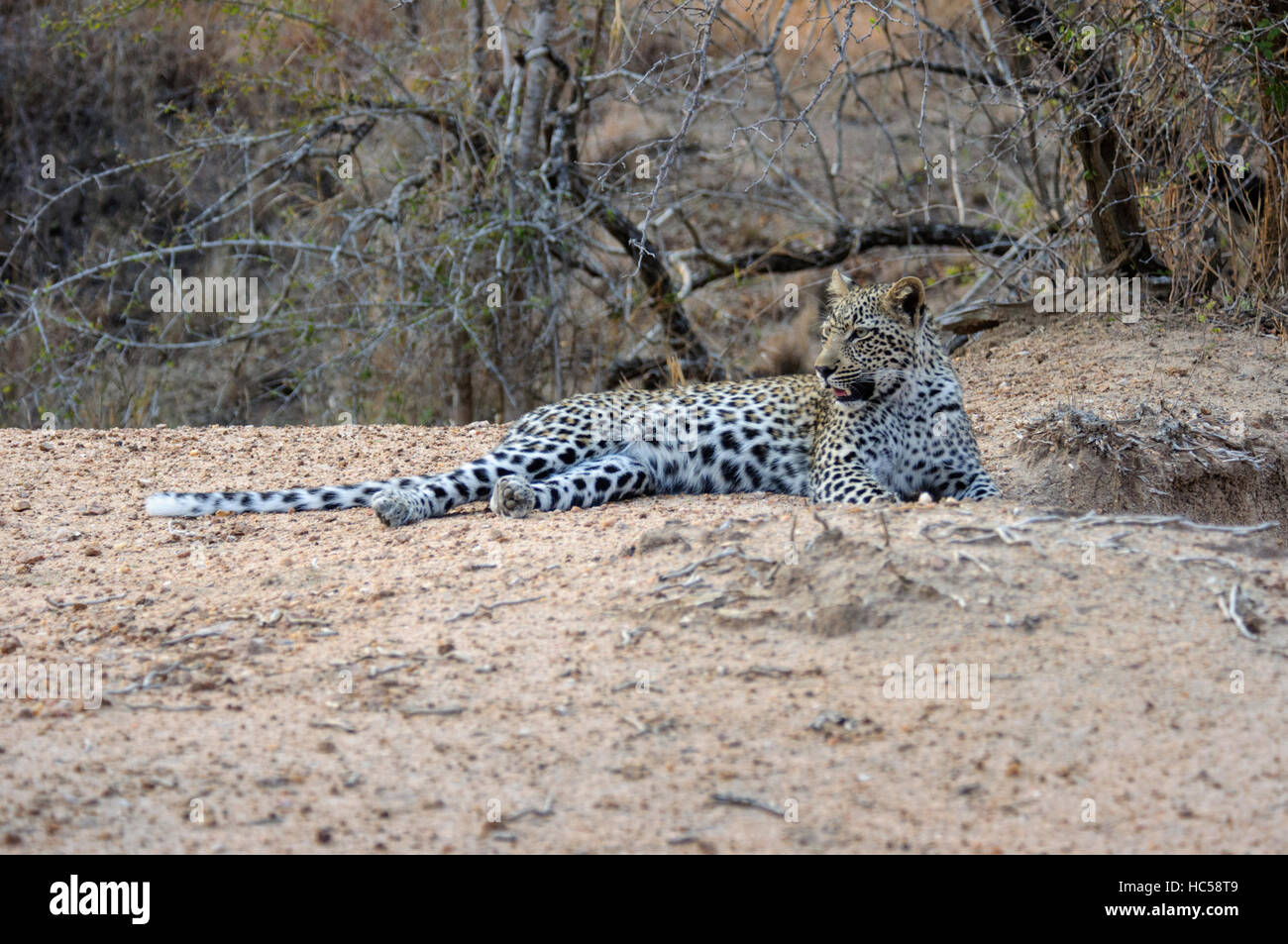 A young African leopard cub (Panthera pardus) relaxes on a sand bank ...