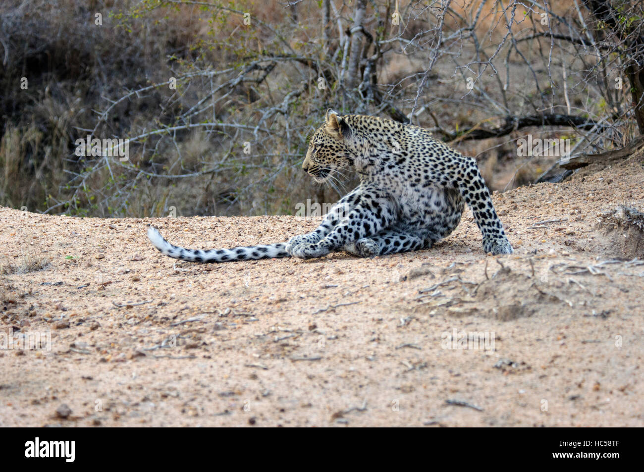A young African leopard cub (Panthera pardus) relaxes on a sand bank ...