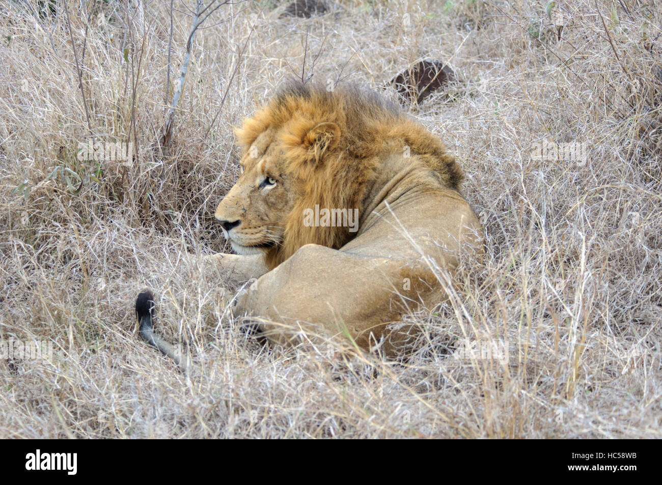 A male African lion (Panthera leo) relaxes alone on the savannah, South ...