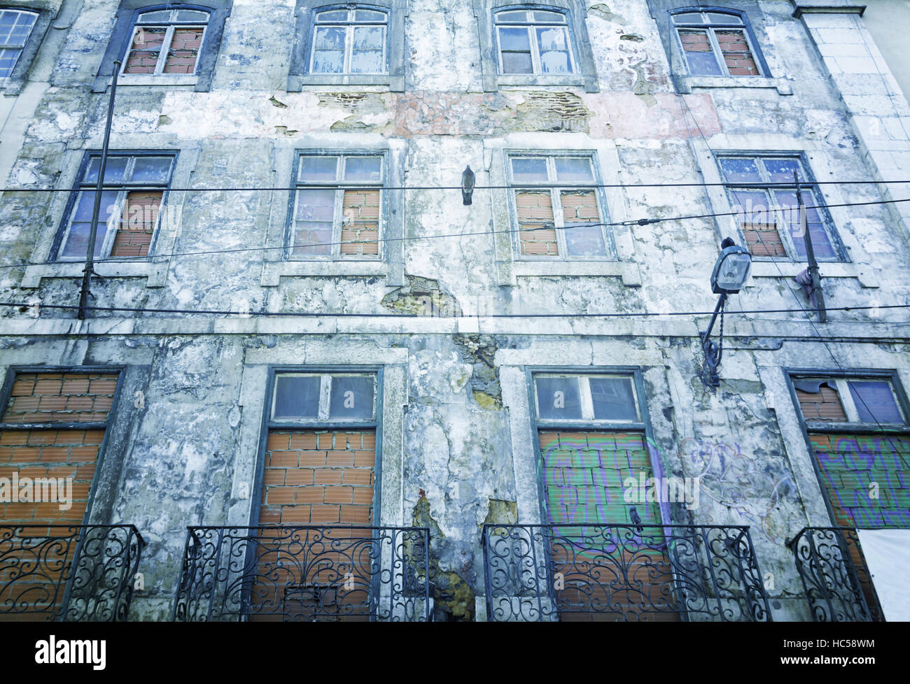 Dove in the old building, animals and construction Stock Photo - Alamy