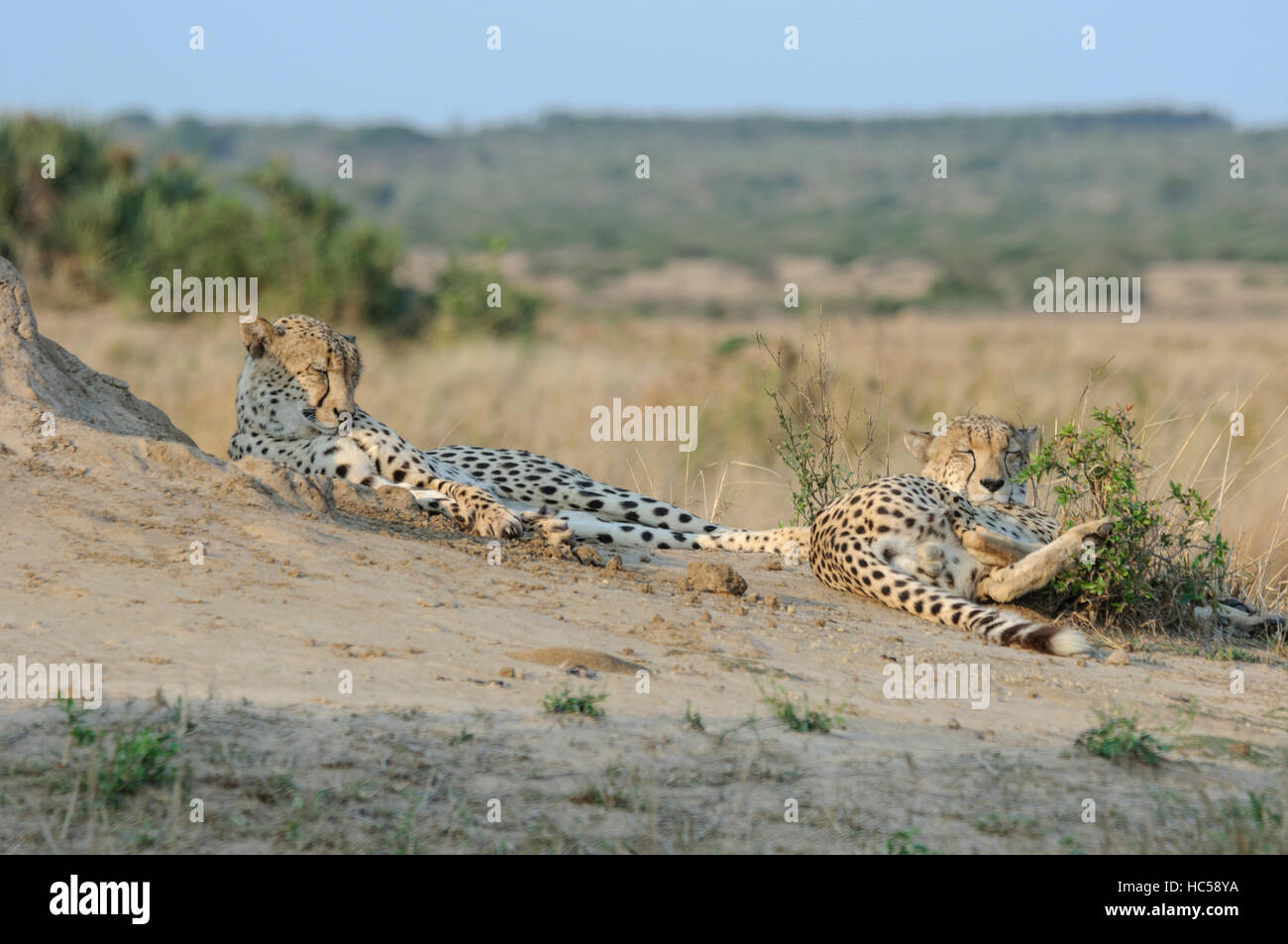 African cheetahs hi-res stock photography and images - Alamy