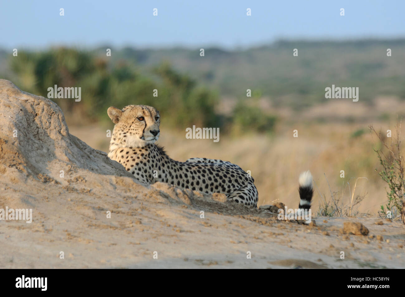 Male african cheetah hi-res stock photography and images - Alamy