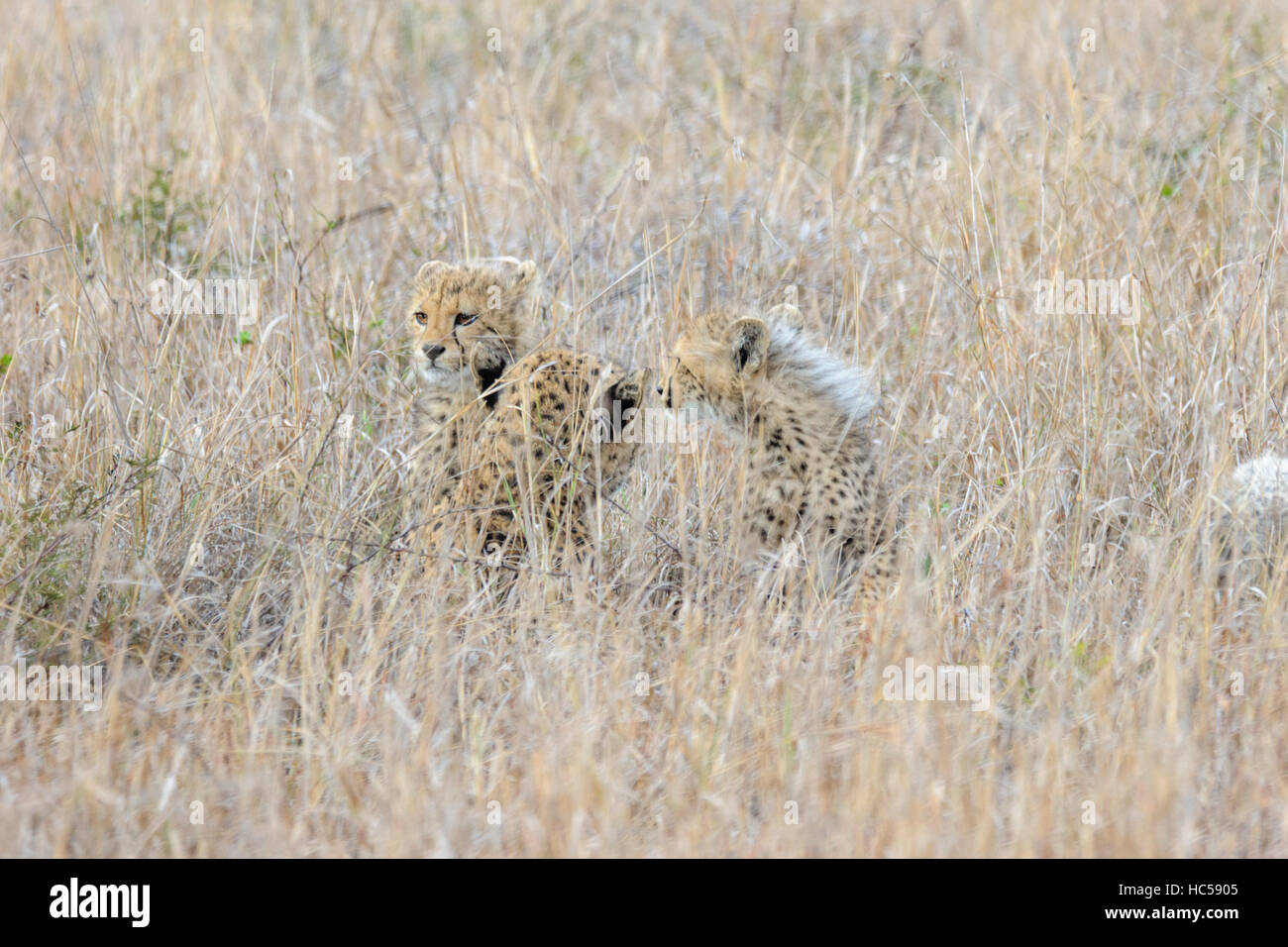 Cheetah Predators