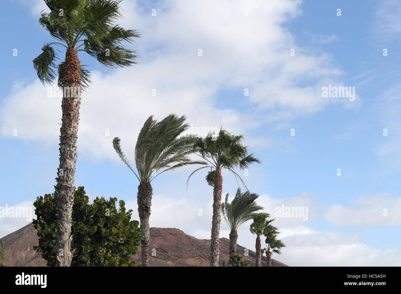 Palm trees blowing in the wind with an extinct volcano mountain in the ...