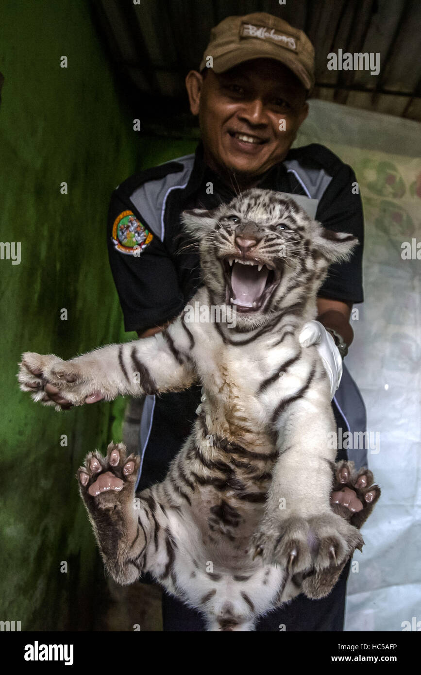 MEDAN, INDONESIA - AUGUST 01 : A keeper holds a one-month-old bengal ...