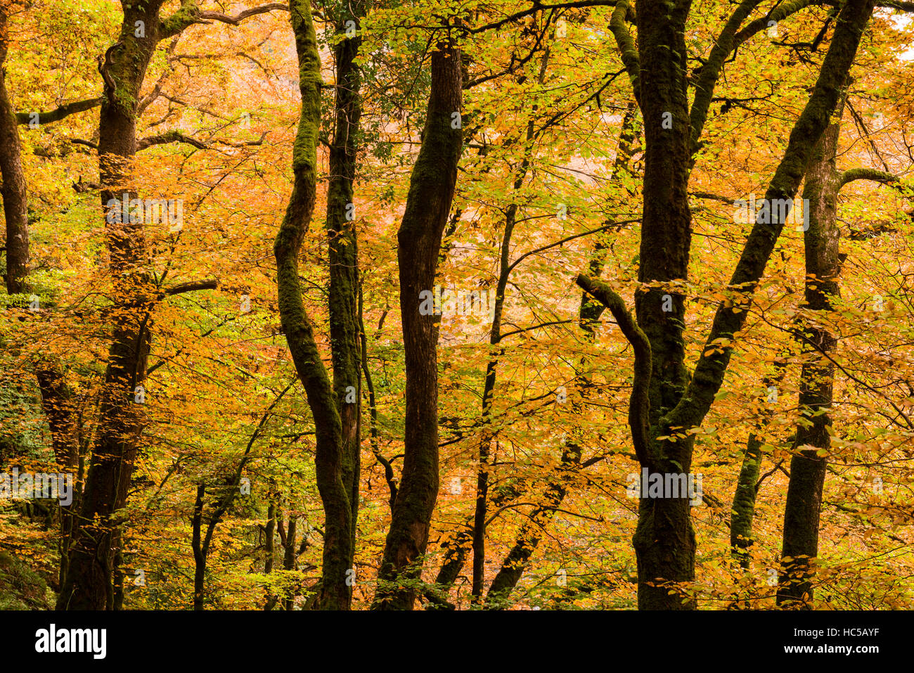 Deciduous trees displaying their autumn colour in woodland near ...