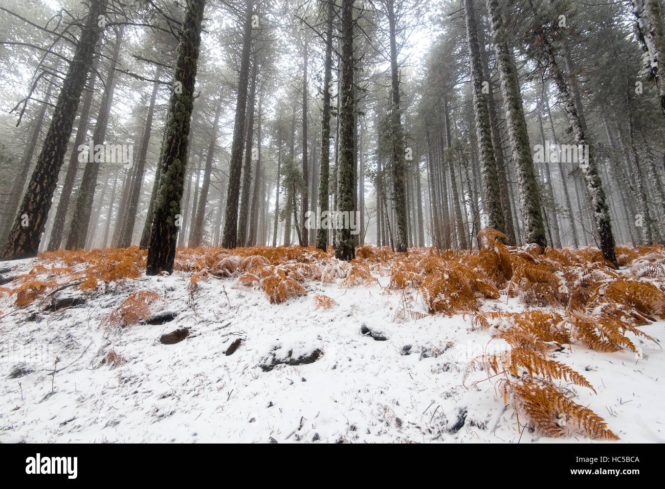 Troodos snow mountains hi-res stock photography and images - Alamy