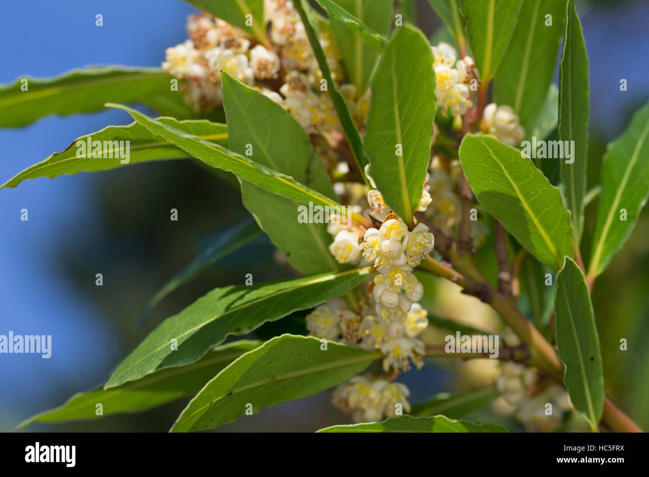 Lorbeer baume hi-res stock photography and images - Alamy