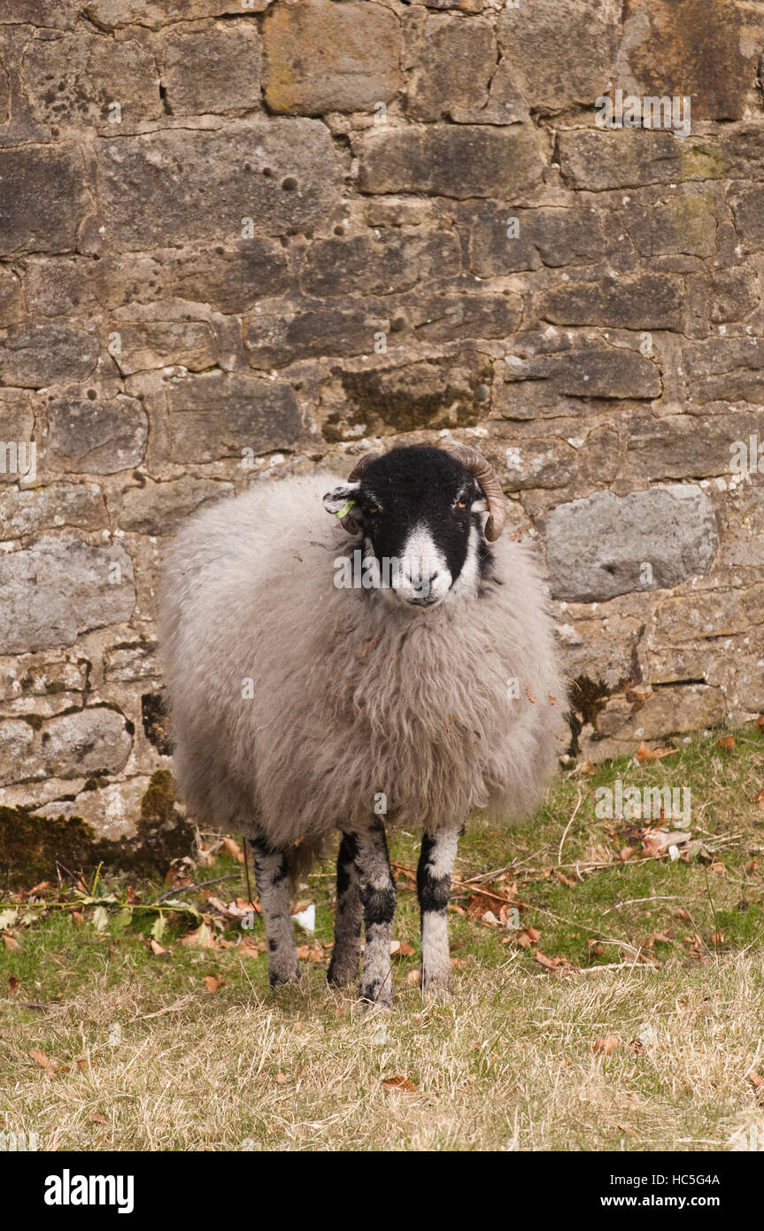 With a woolly coat and curled horns, a Swaledale sheep in a farm field ...
