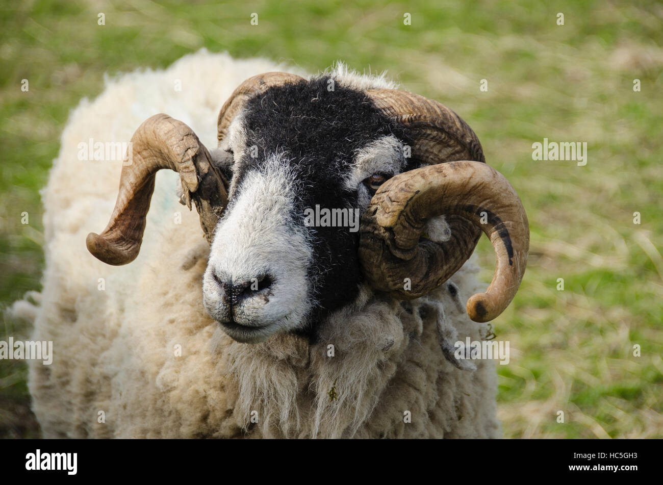 Woolly Sheep Face High Resolution Stock Photography and Images - Alamy