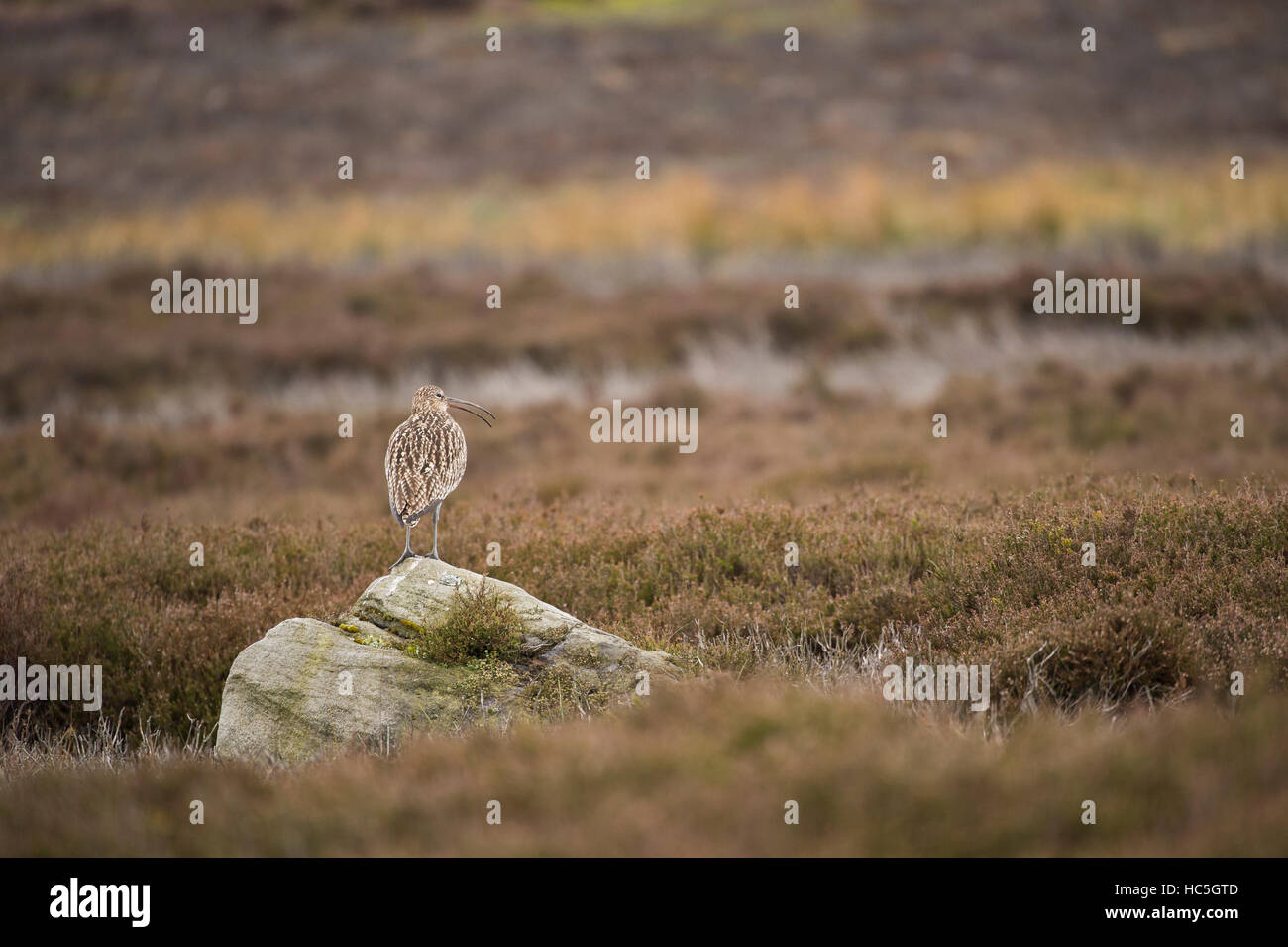 Rock curlew hi-res stock photography and images - Alamy