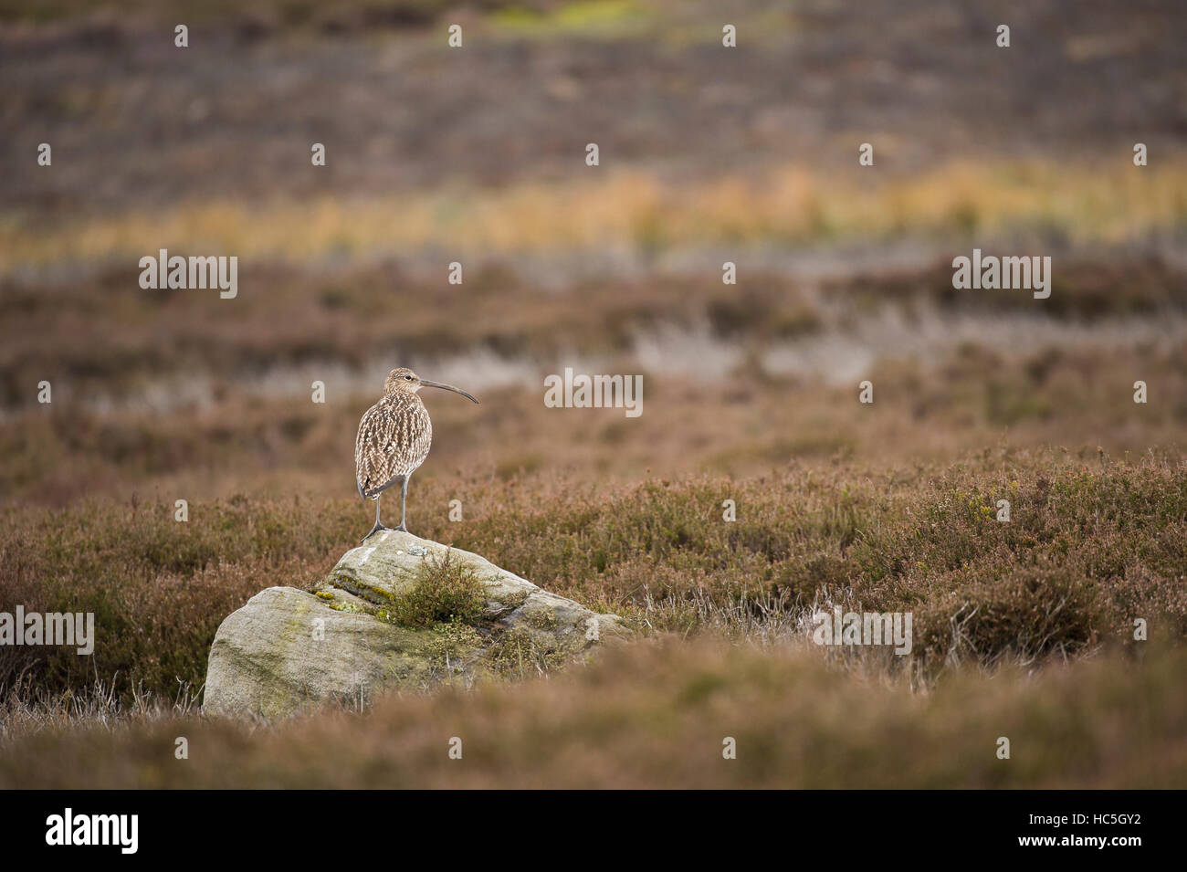 Curlew nest on moor hi-res stock photography and images - Alamy