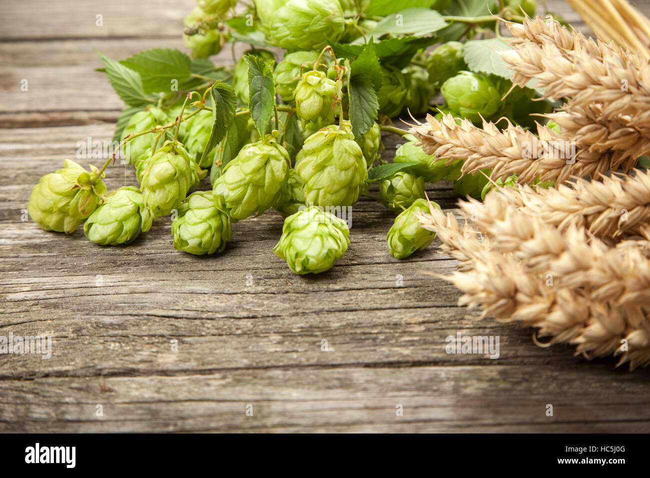 Malt and hops Stock Photo - Alamy