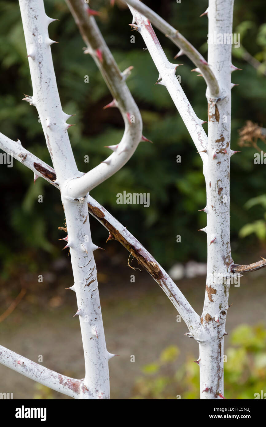 Rubus cockburnianus hi-res stock photography and images - Alamy