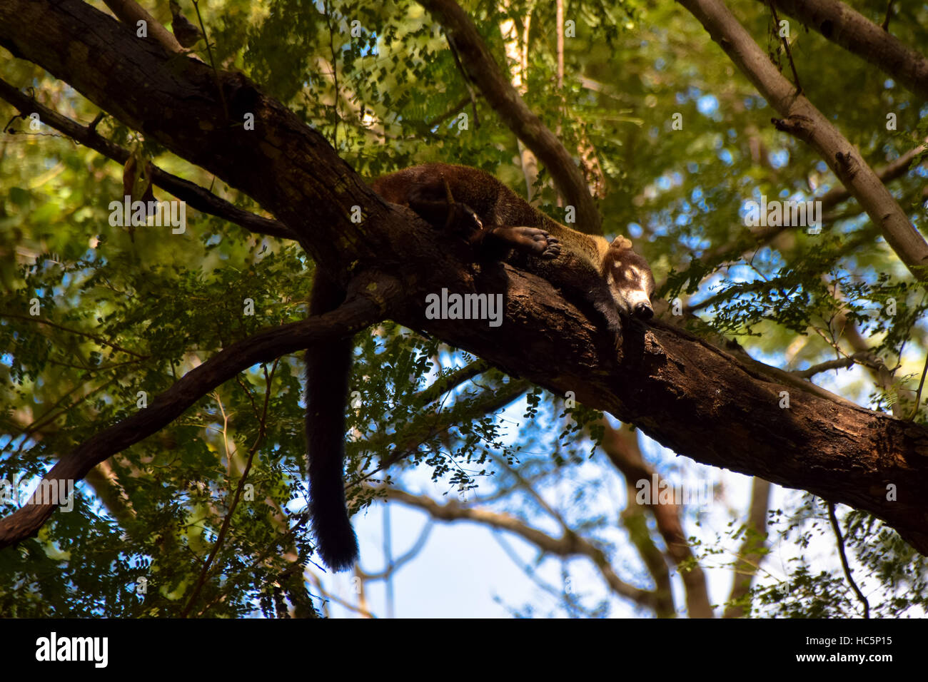 Wild coati (coatimundi) stretching out on a tree in the dappled ...