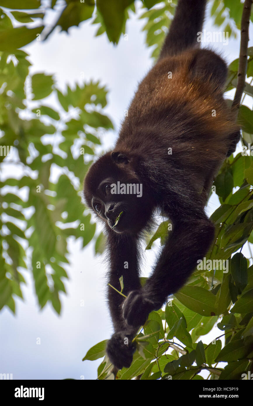 Wild Howler monkey (Alouatta palliata) reaching down for lower leaves ...