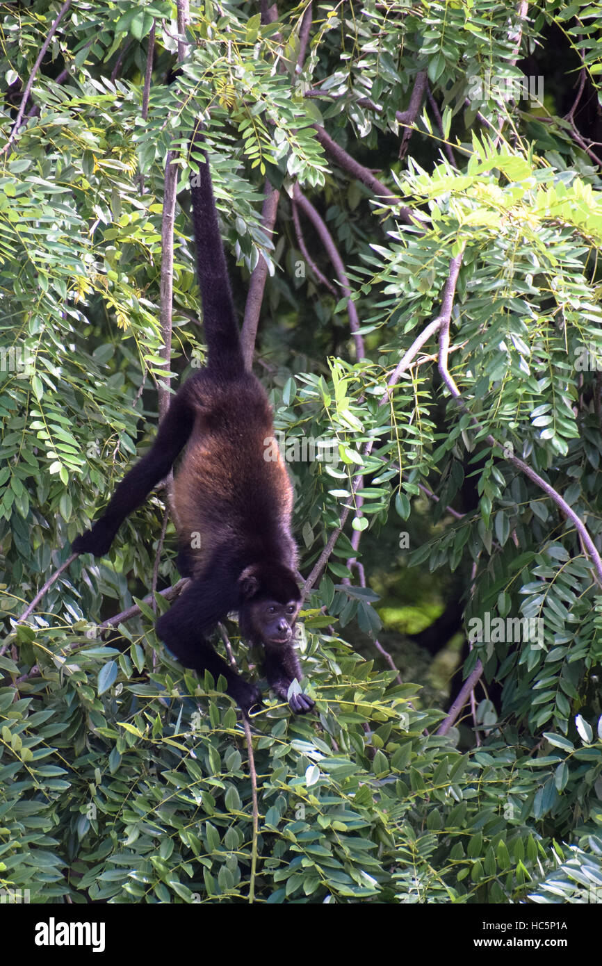 Wild howler monkey (Alouatta palliata) reaching down for lower leaves ...
