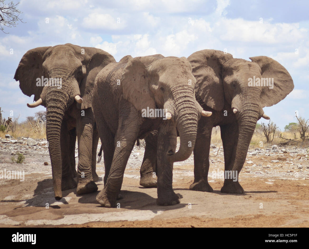three elephants in Africa Stock Photo - Alamy