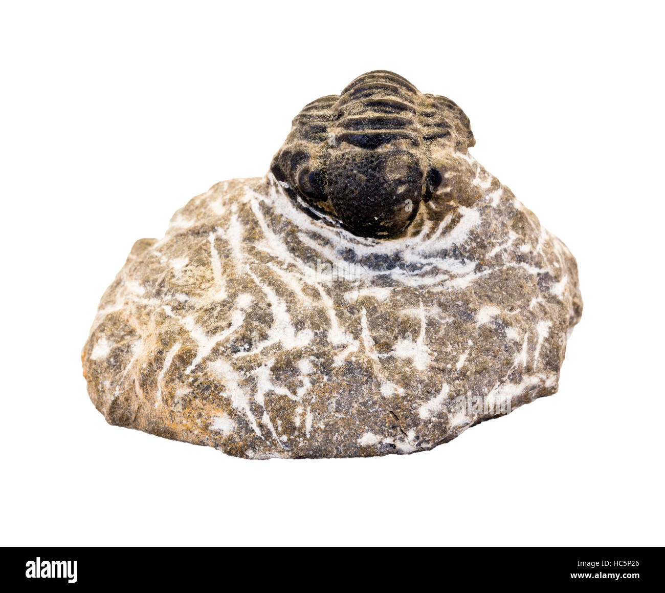 Enrolled trilobite (Phacops sp.) fossil Stock Photo - Alamy