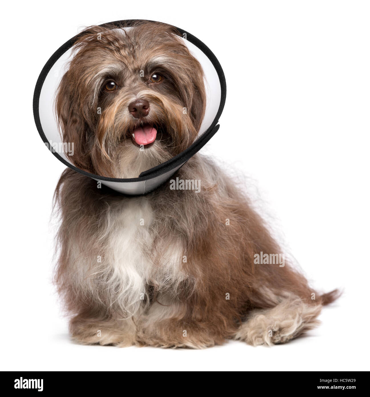 Sick and happy chocolate havanese dog with a funnel collar will be ...