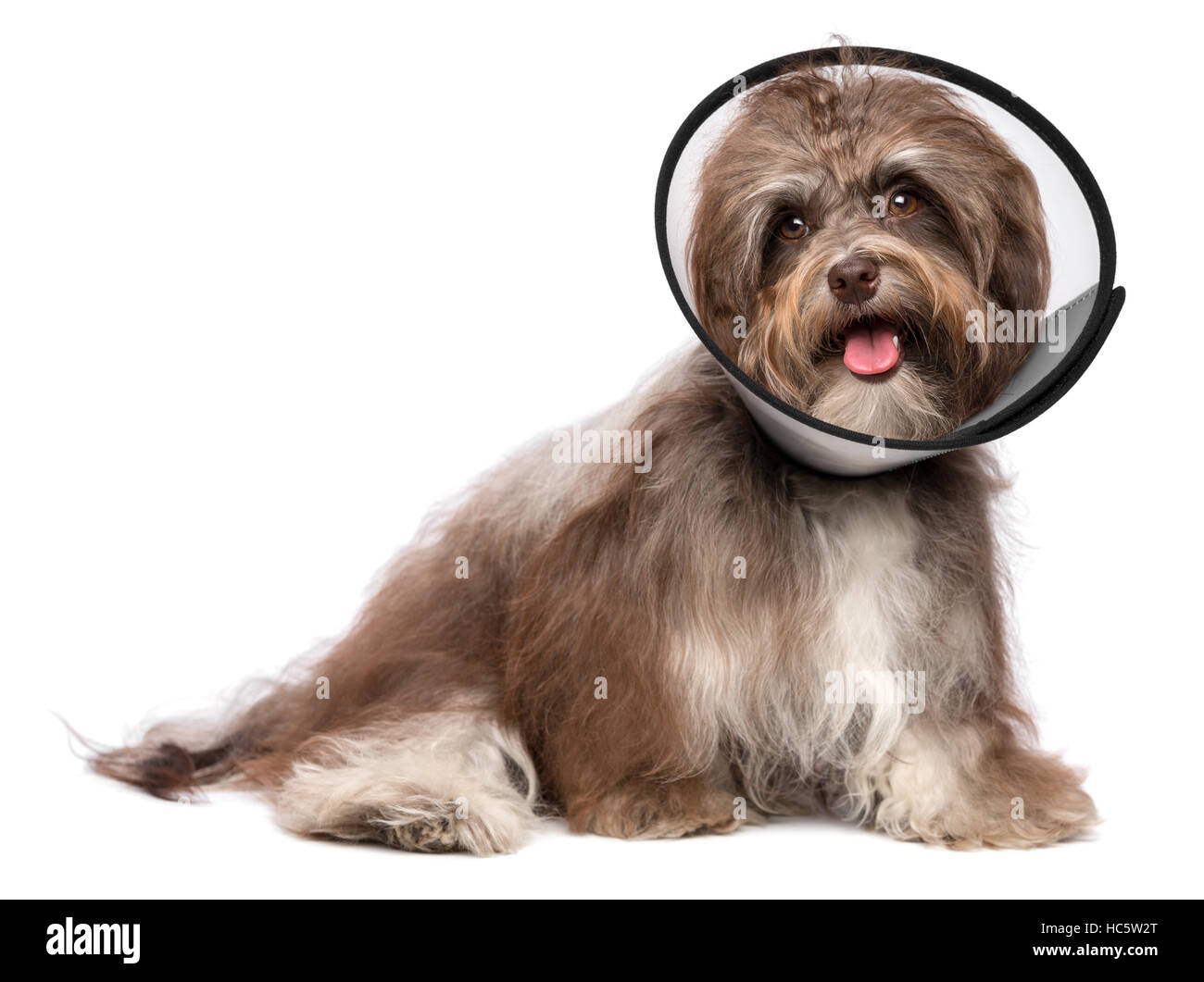 Sick and happy chocolate havanese dog with a funnel collar will be ...