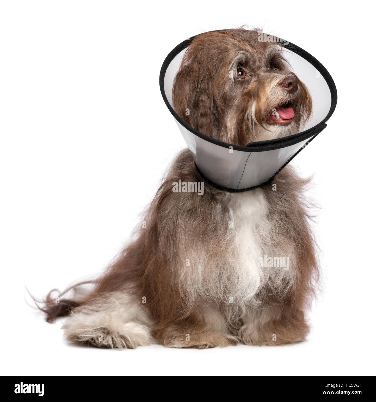 Havanese dog hi-res stock photography and images - Alamy