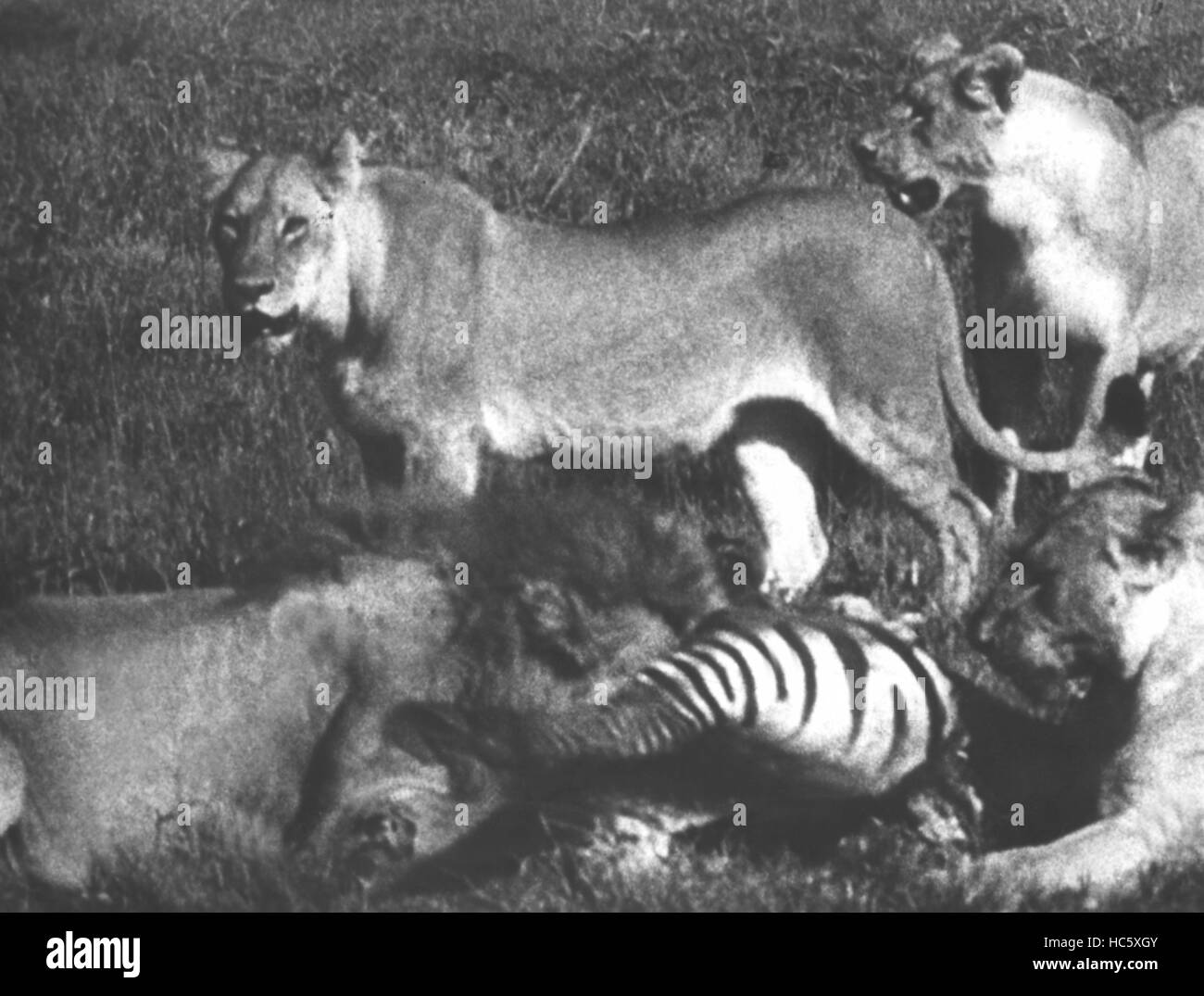 THIS VIOLENT WORLD, (aka SAVAGE WORLD, aka SAVANA VIOLENTA, MONDO ...