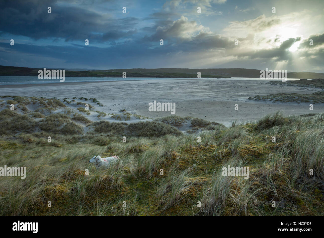 Spring morning at Maghera Strand, co. Donegal, Ireland Stock Photo - Alamy