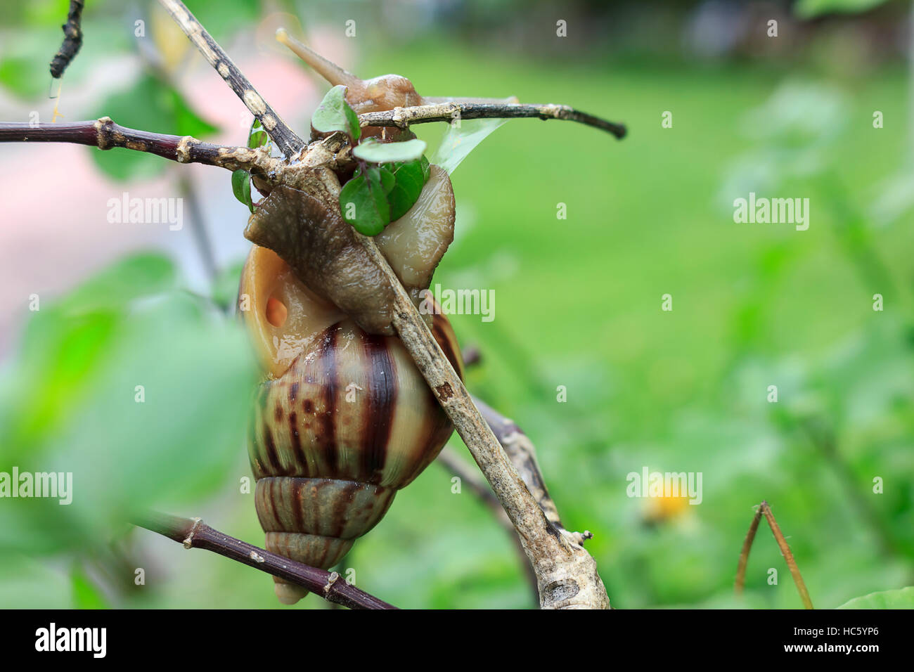 Zoom photos from insects, nature and wildlife Stock Photo - Alamy
