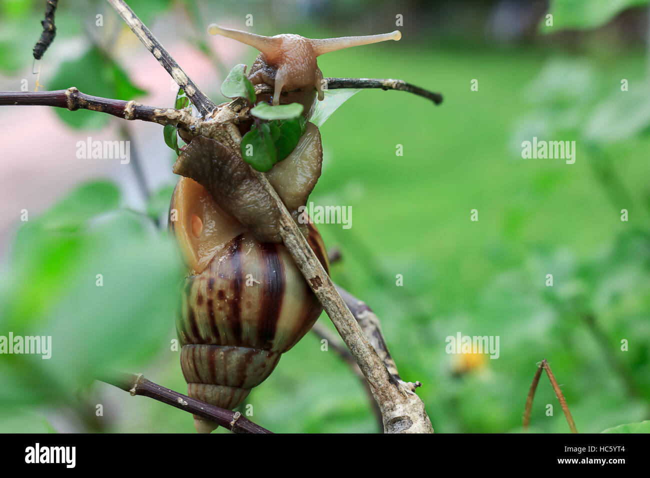 Zoom photos from insects hi-res stock photography and images - Alamy