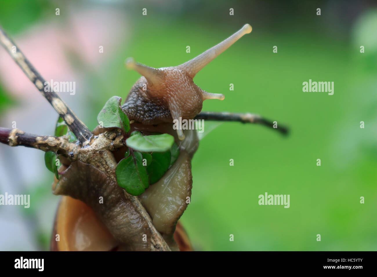 Zoom photos from insects, nature and wildlife Stock Photo - Alamy