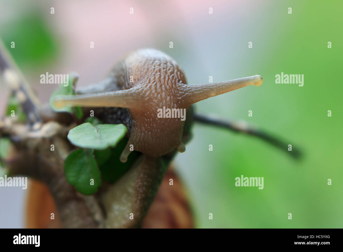 Zoom photos from insects hi-res stock photography and images - Alamy