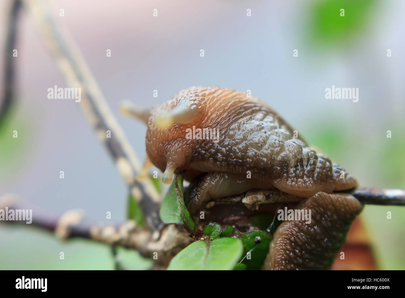 Zoom photos from insects, nature and wildlife Stock Photo - Alamy