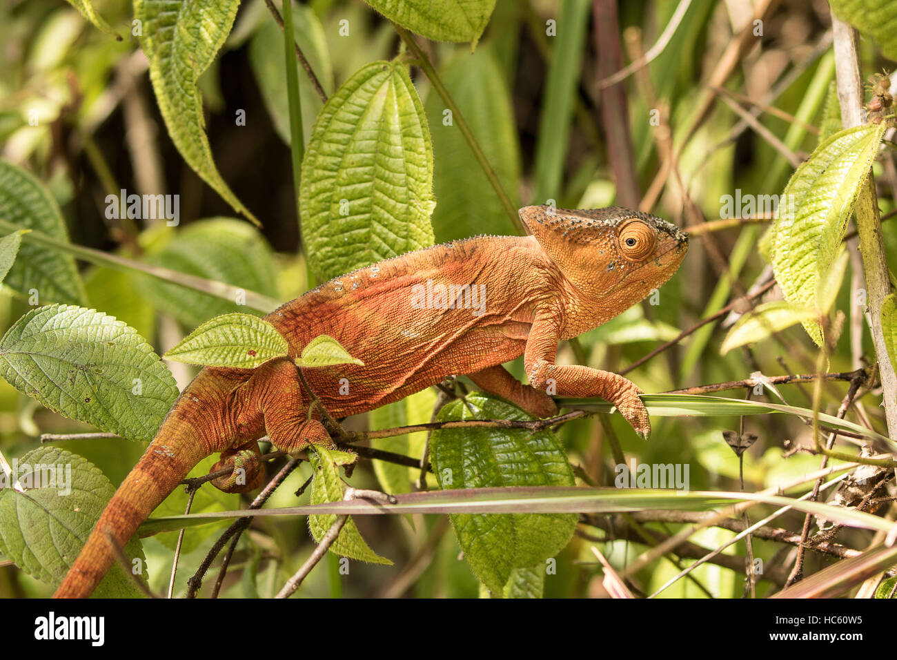 Parson's Chameleon, Madagascar Stock Photo - Alamy