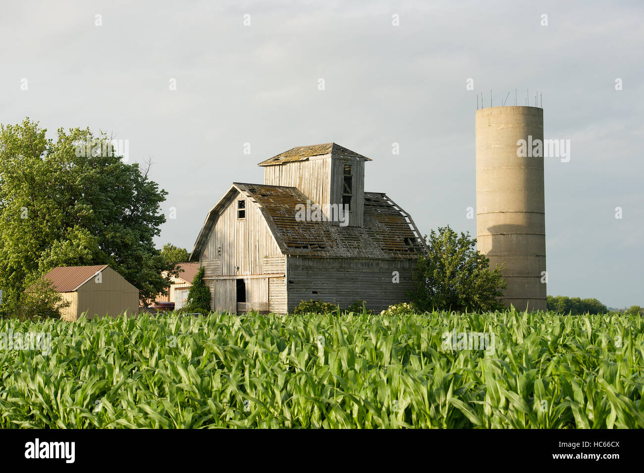 Illinois farm crops hi-res stock photography and images - Alamy