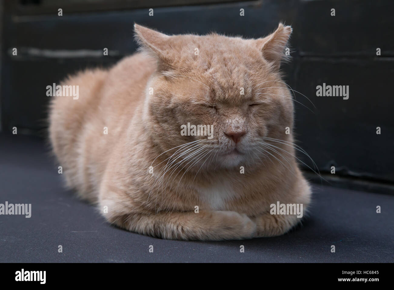 Sleeping light red cat closeup Stock Photo - Alamy