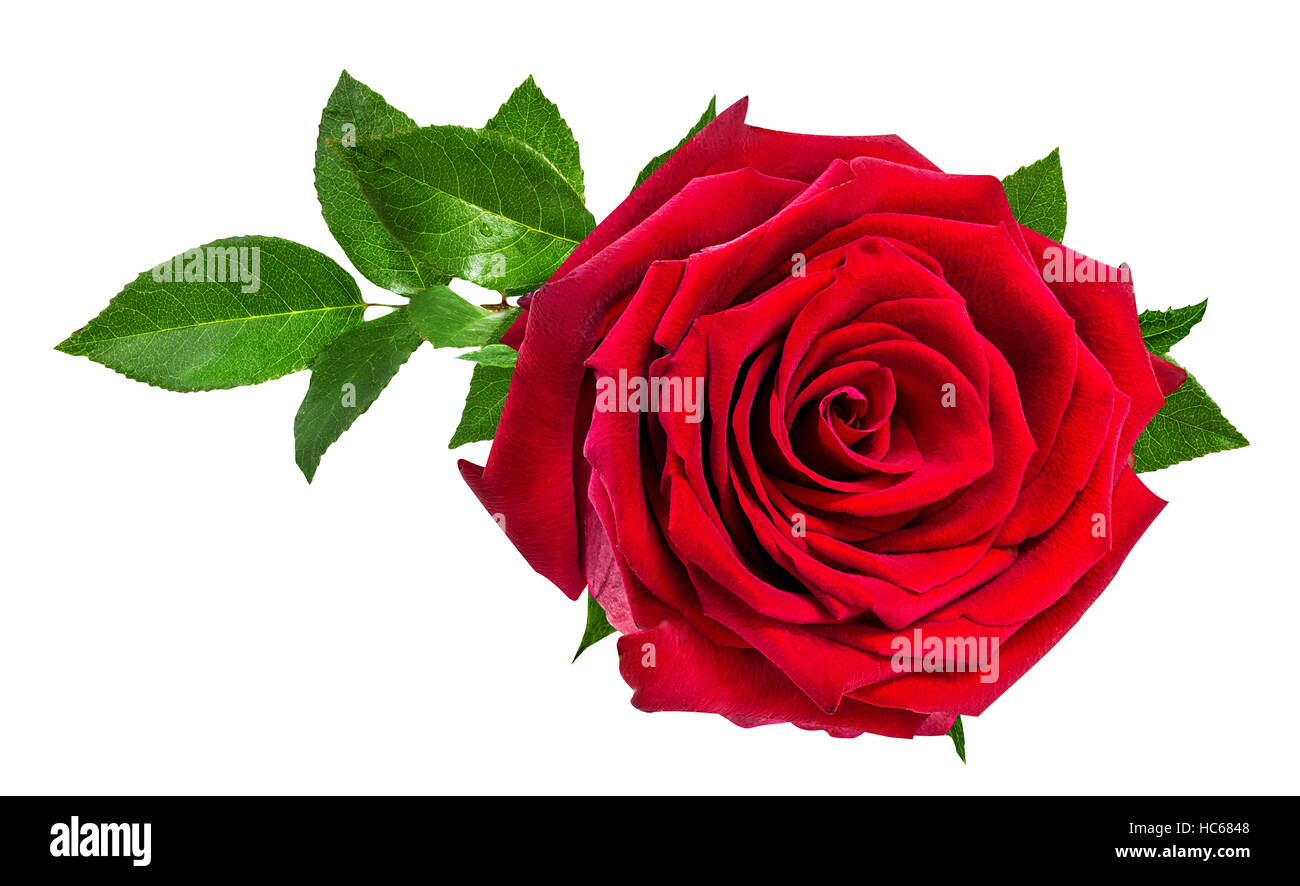 rose isolated on the white background Stock Photo - Alamy