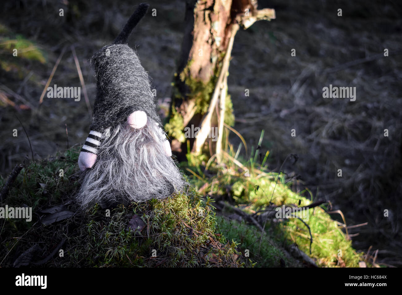 Forest gnome standing by a pine tree Stock Photo - Alamy
