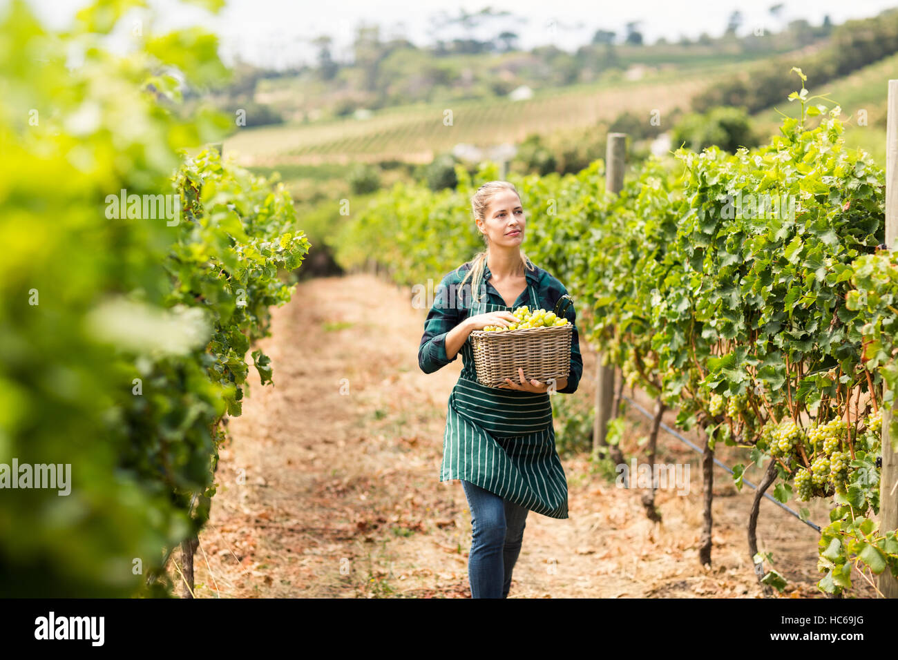 Young woman harvester working Stock Photo - Alamy