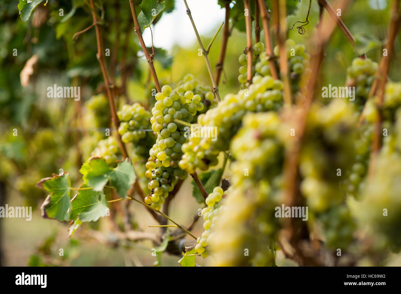 Vineyard fruit ripe hi-res stock photography and images - Alamy