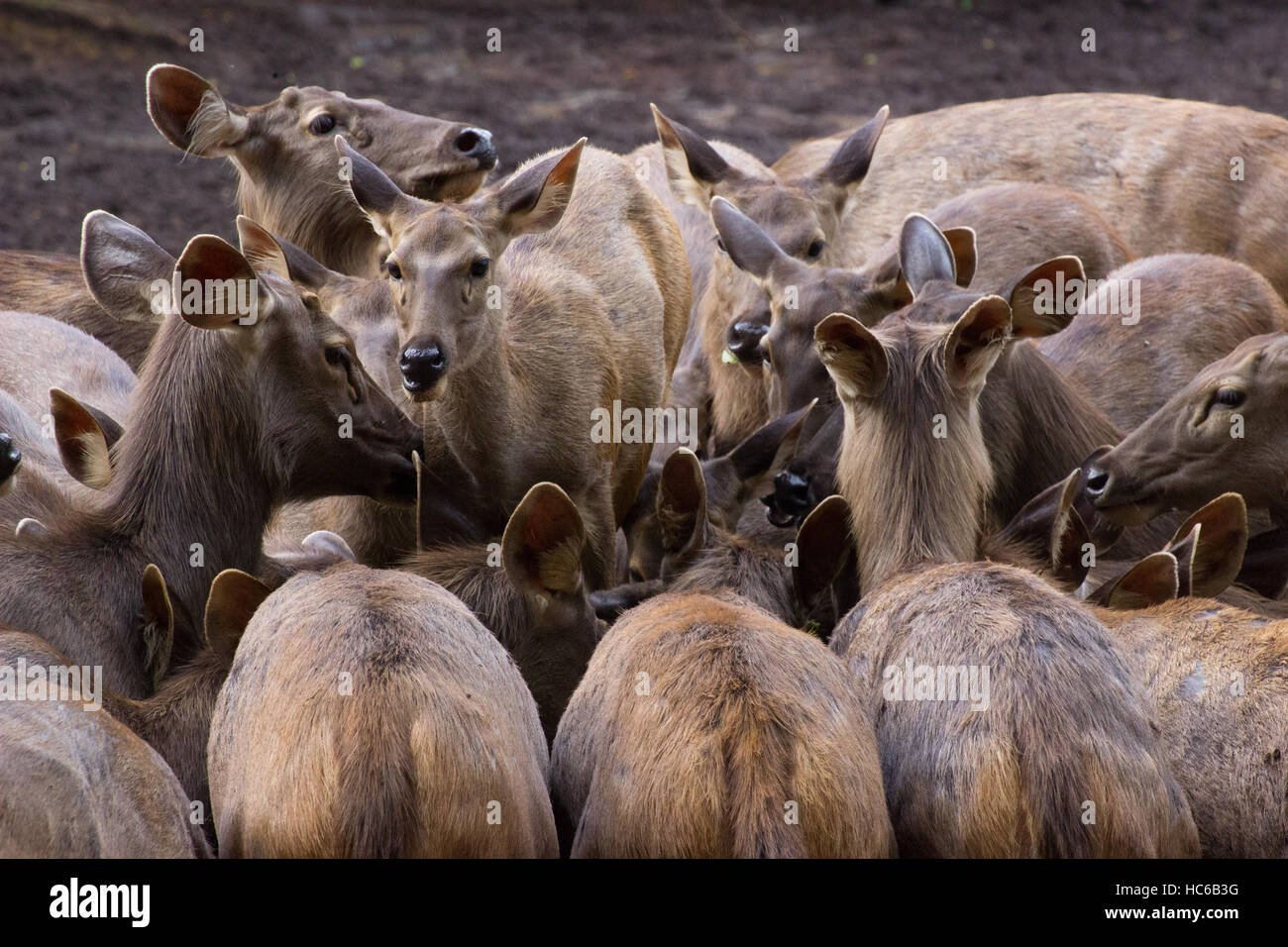 Largest native deer species hi-res stock photography and images - Alamy Largest native deer species hi-res stock photography and images - Alamy