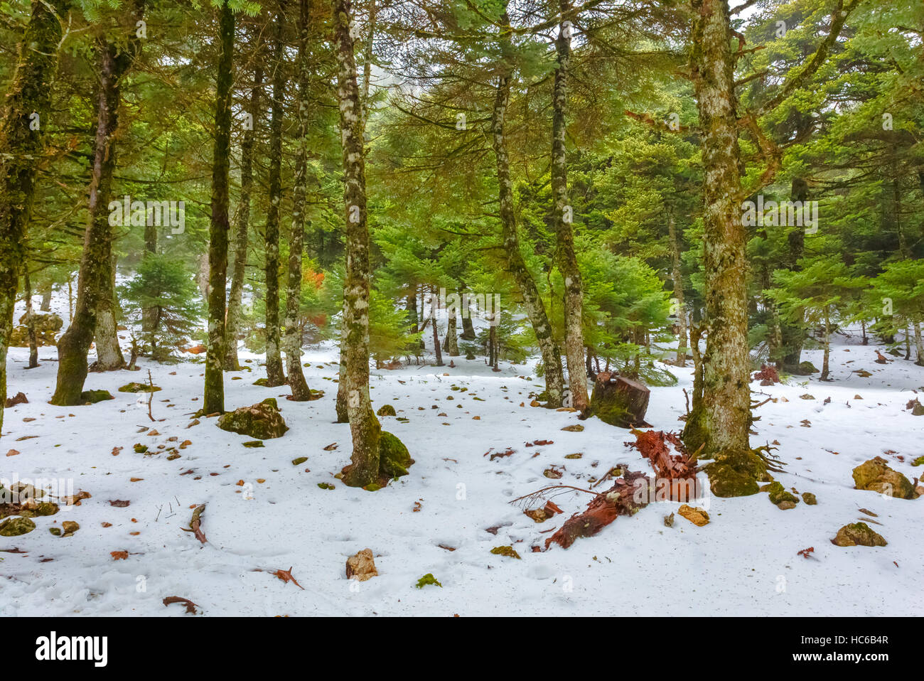 Beautiful winter scene in snowy landscape at mountain forest in Greece ...