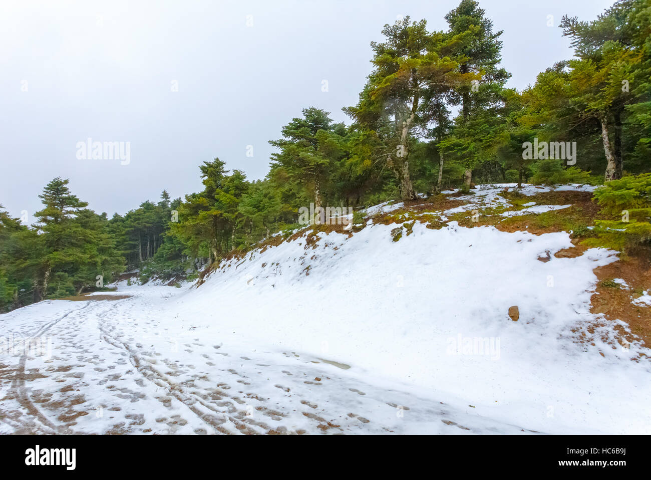 Beautiful winter scene in snowy landscape at mountain forest in Greece ...