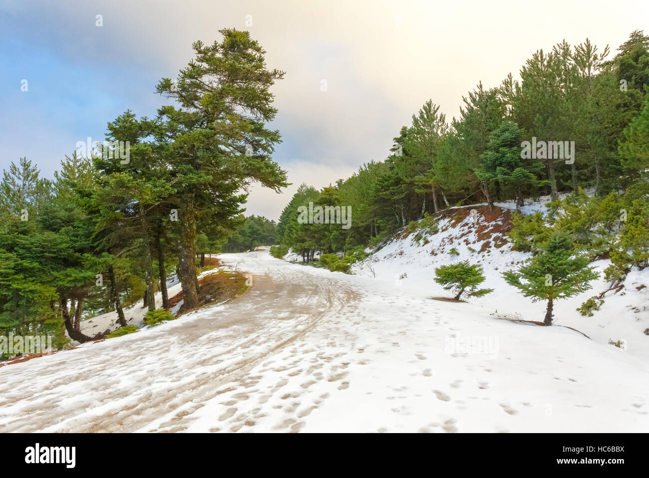 Beautiful winter scene in snowy landscape at mountain forest in Greece ...