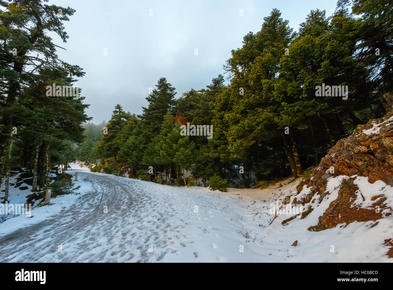 Beautiful winter scene in snowy landscape at mountain forest in Greece ...