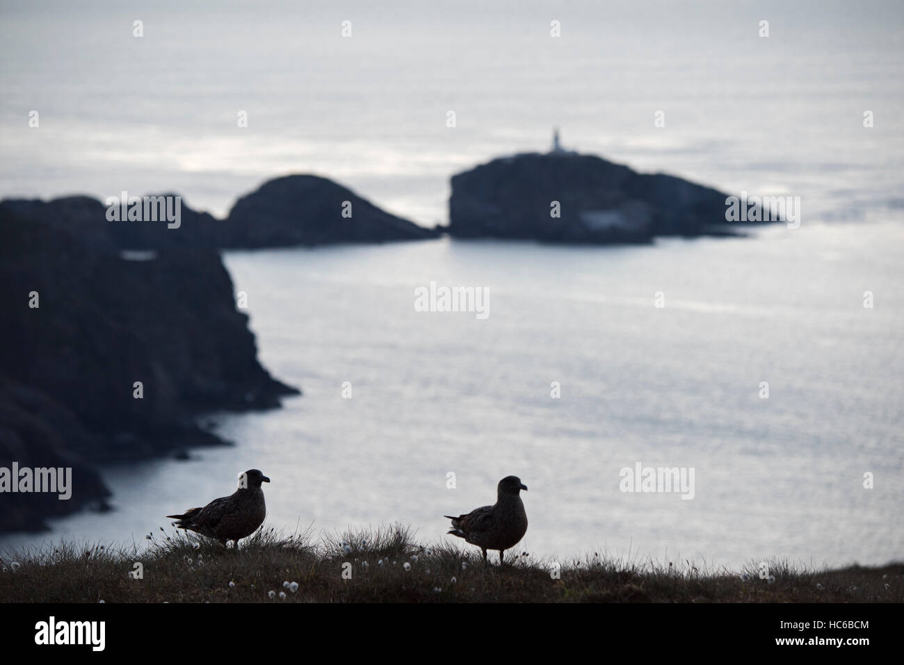 Great Skua, Stercorarious skua, a pair look out over the northerly tip ...
